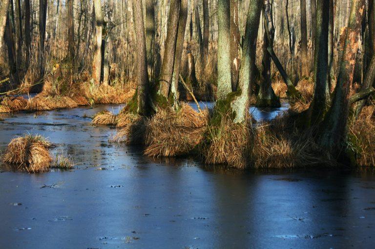 Moore: Bedeutsam für Landschaft und Klimapolitik - Zukunftsstandort ...